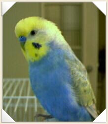 Budgies are Awesome: Budgie of the Month: Inko