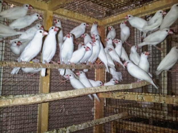 BIRD STREET: JAWA BIRDS