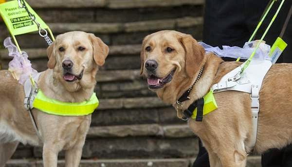 [CONMOVEDOR] Pareja de ciegos se casan gracias a sus perros guía ...