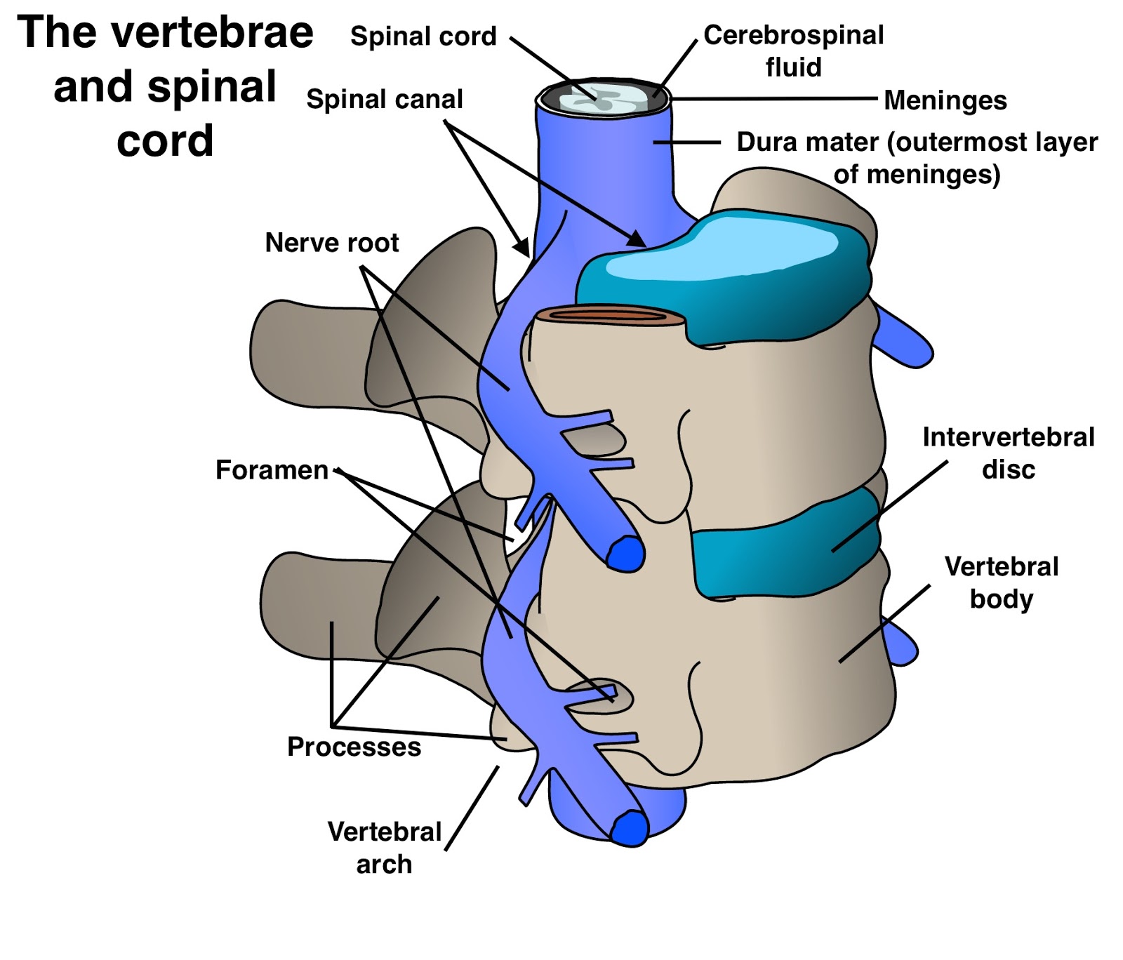 Spine Surgery Overview - Spine Blogs