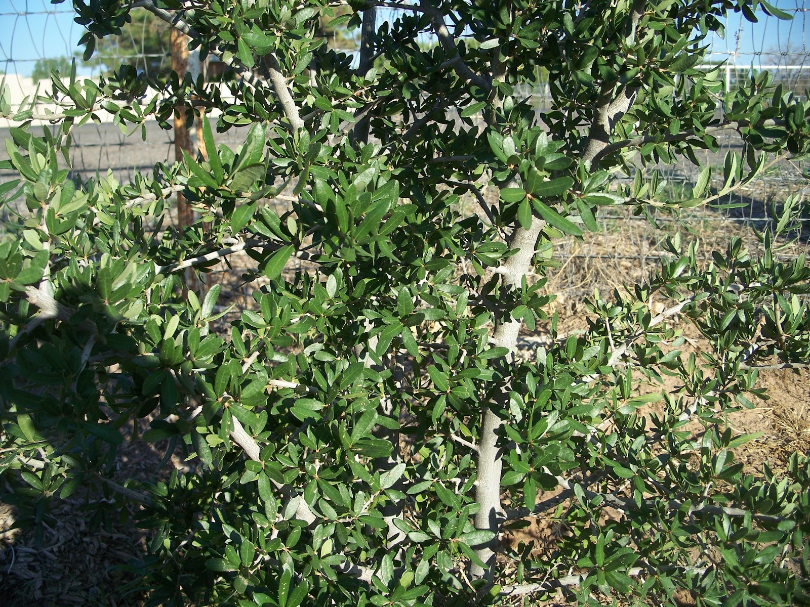 September Tree of the Month: New Mexico Live Oak