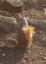 The New York Squirrel: Cinnamon Squirrel