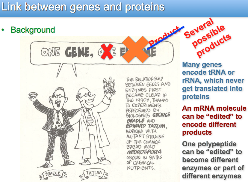 ONU Biology 210: LectureChapter 8 - DNA structure and chromosomal ...