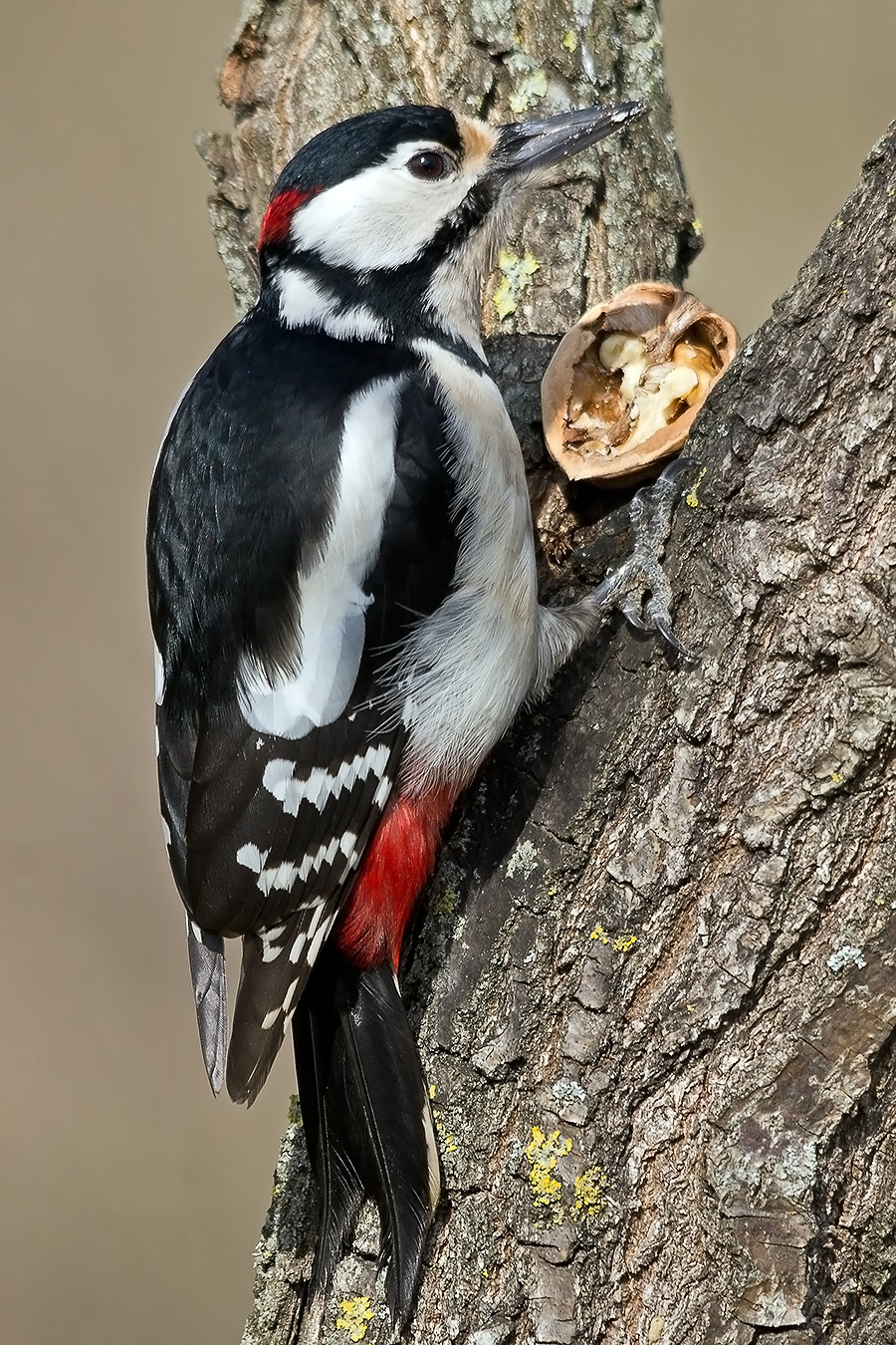 Pensierini sparsi: Picchio rosso maggiore