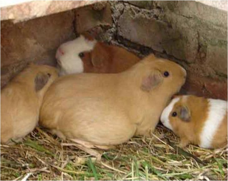 Crianza de cuyes: Crianza de cuyes