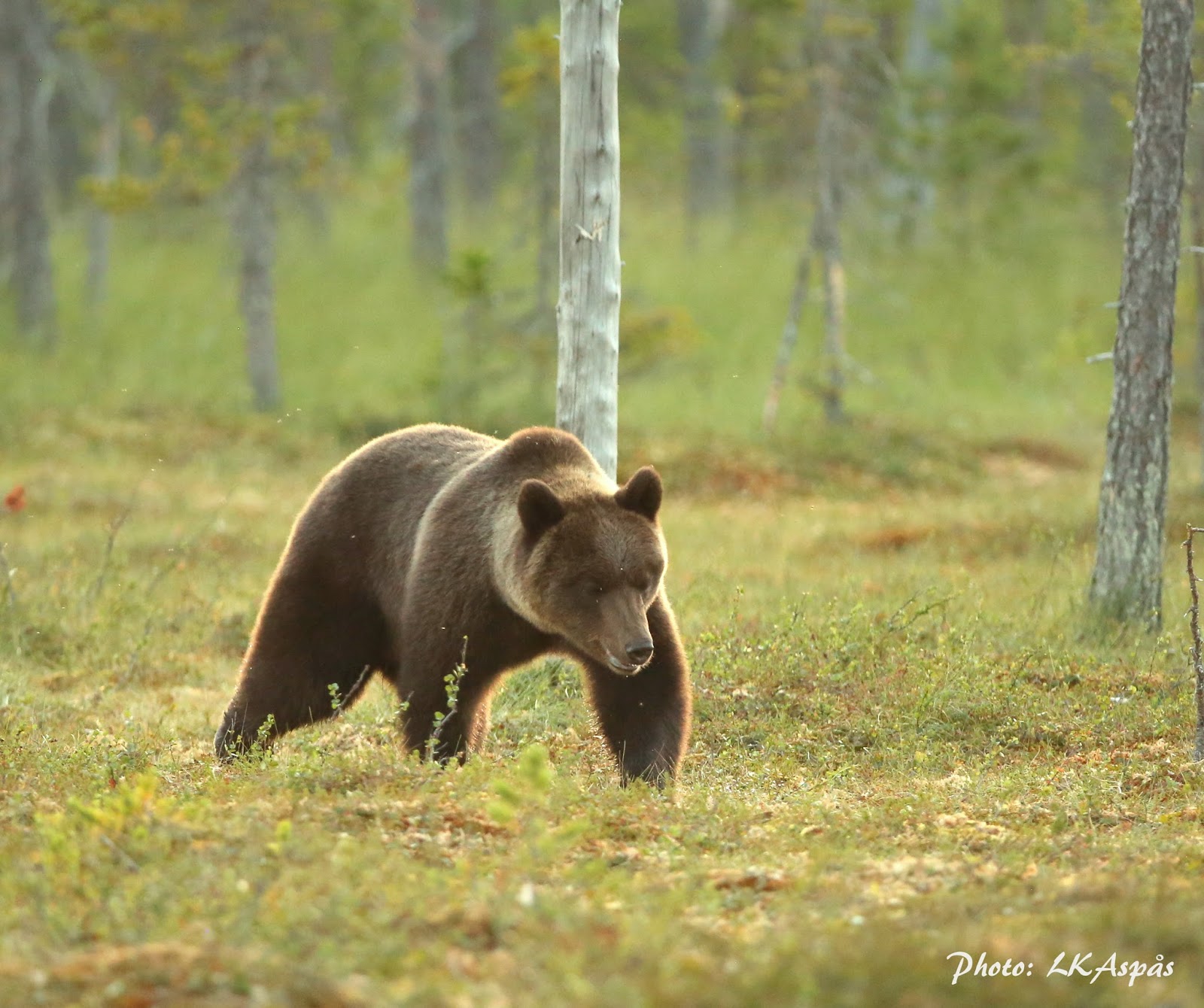 Nature photo by Lillian U. Gulliksen: Brunbjørn i Jämtlands dype skoger ...