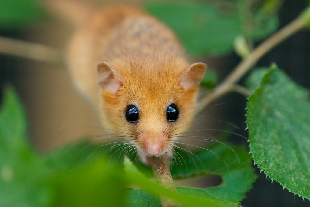 British Wildlife Centre ~ Keeper's Blog: Dormouse Breeding Group