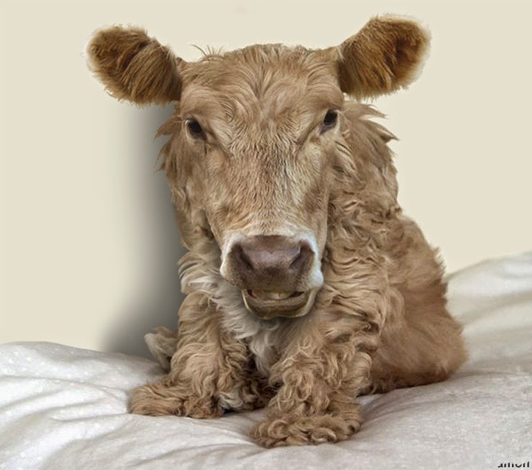 Gradina zoologică din Cernobil. Animale postapocaliptice | Imaginarium