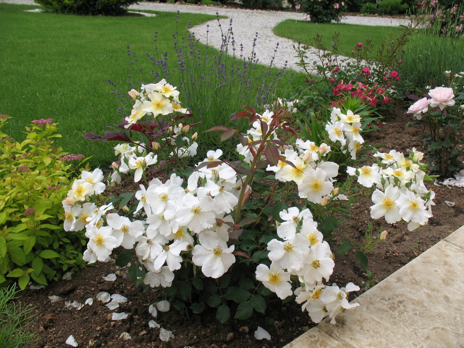 Roses du jardin Chêneland: Rosier "Kew Gardens"