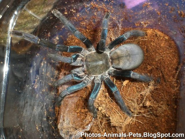 Photos Pets cobalt blue spider
