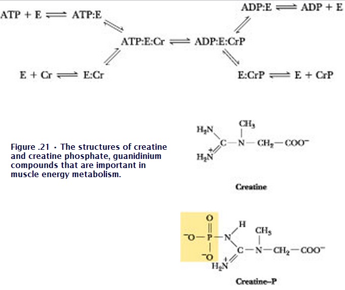 Next Biotechnology News | eBio World: Kinetics of Enzyme-Catalyzed ...
