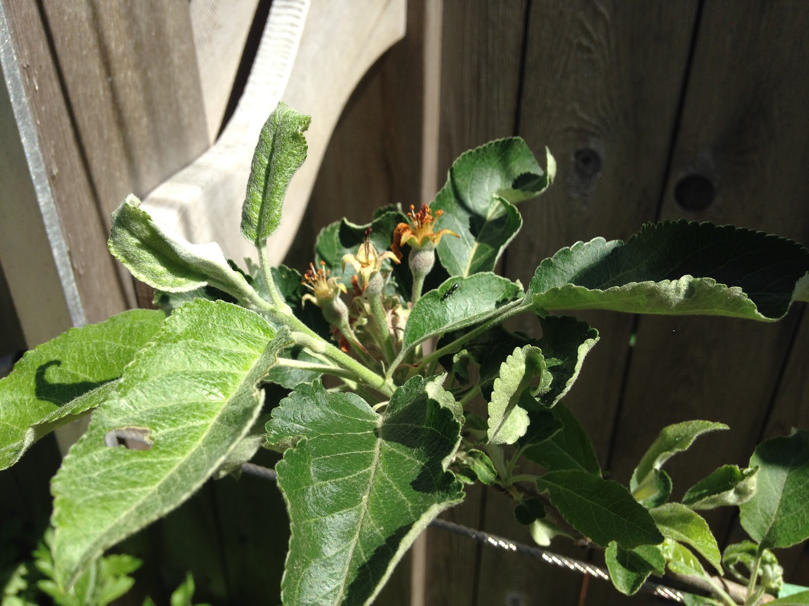 Tooling Up: Urban Micro-Orchard Year 3