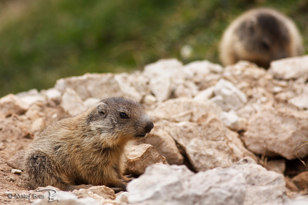 Matej Brus Foto Blog: Alpski svizec