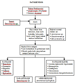 drh. Dewi Murni: DIAGNOSA INFEKSI Aeromonas hydrophila dan INFESTASI ...