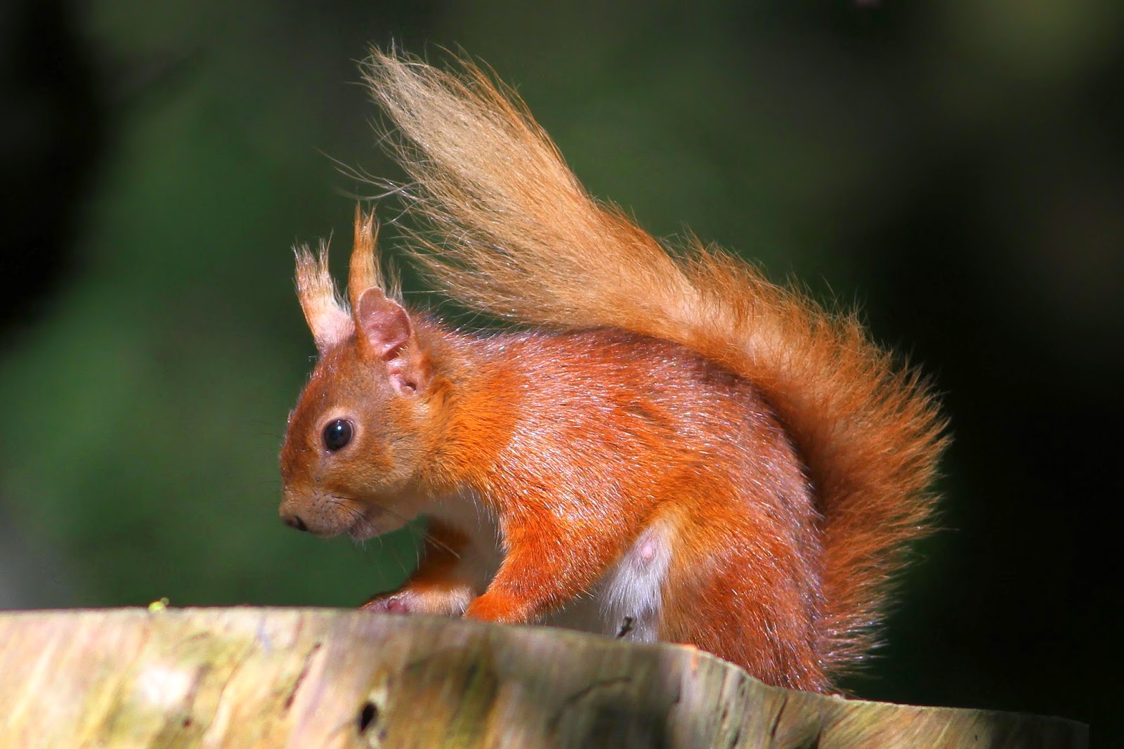 Peter Moore's Wildlife Blog: The privations of island life