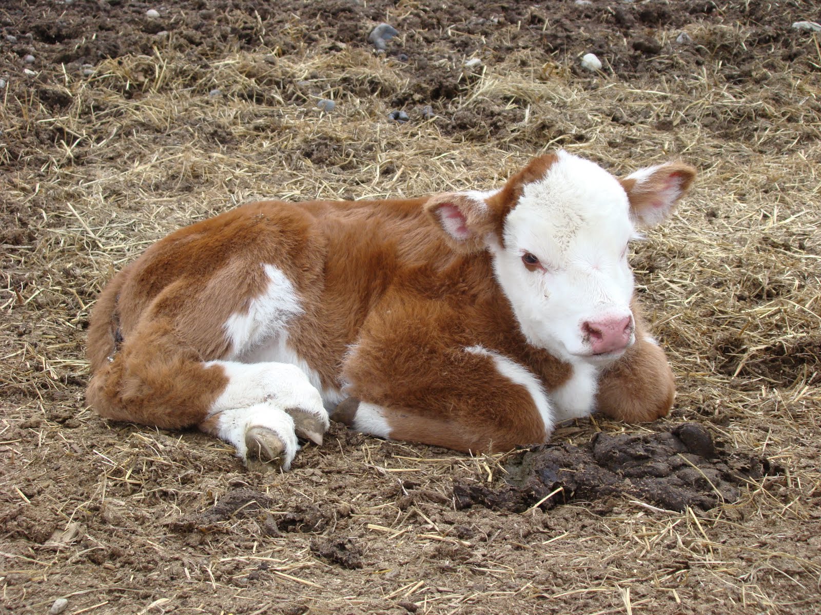 Lautner Farms: Indian Outlaw calves from Dan Bates