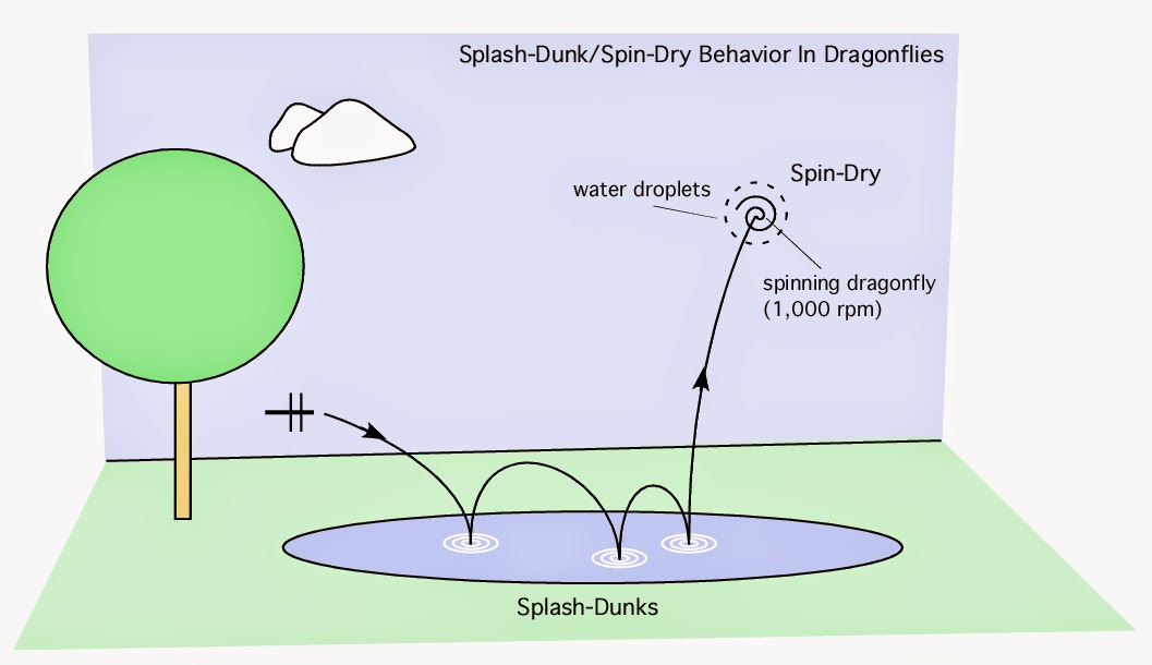 The Dragonfly Whisperer: Six Splash-Dunks and a Spin-Dry