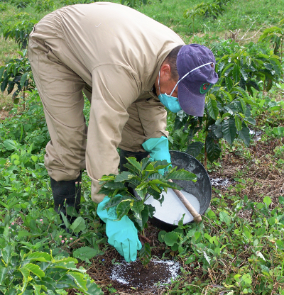 PROCESO DEL SEMBRADO DEL CAFE