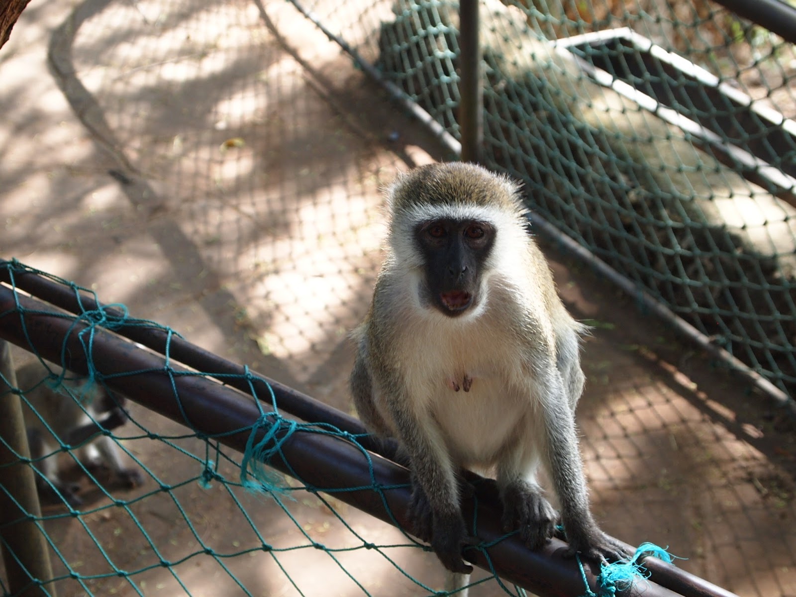The Azanian Sea: Haller Park in Bamburi, Kenya