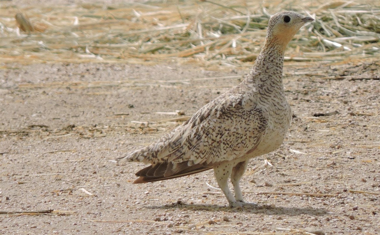 Birding for a Lark: Sandgrouse at Dowkah farm