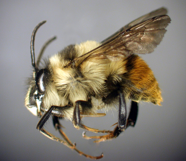 100tificas: La abeja