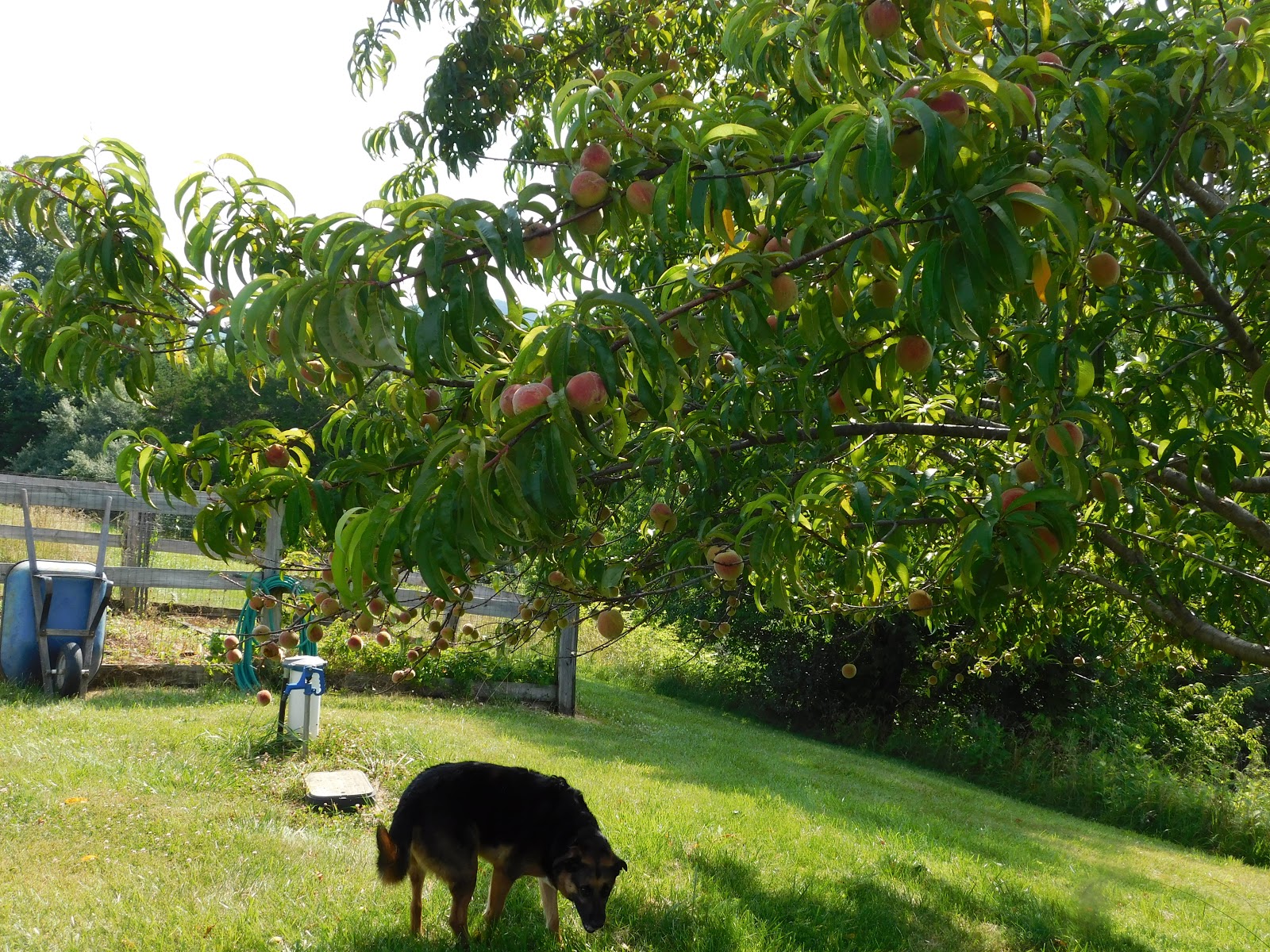 Shenandoah Gateway Farm: Mini Orchard
