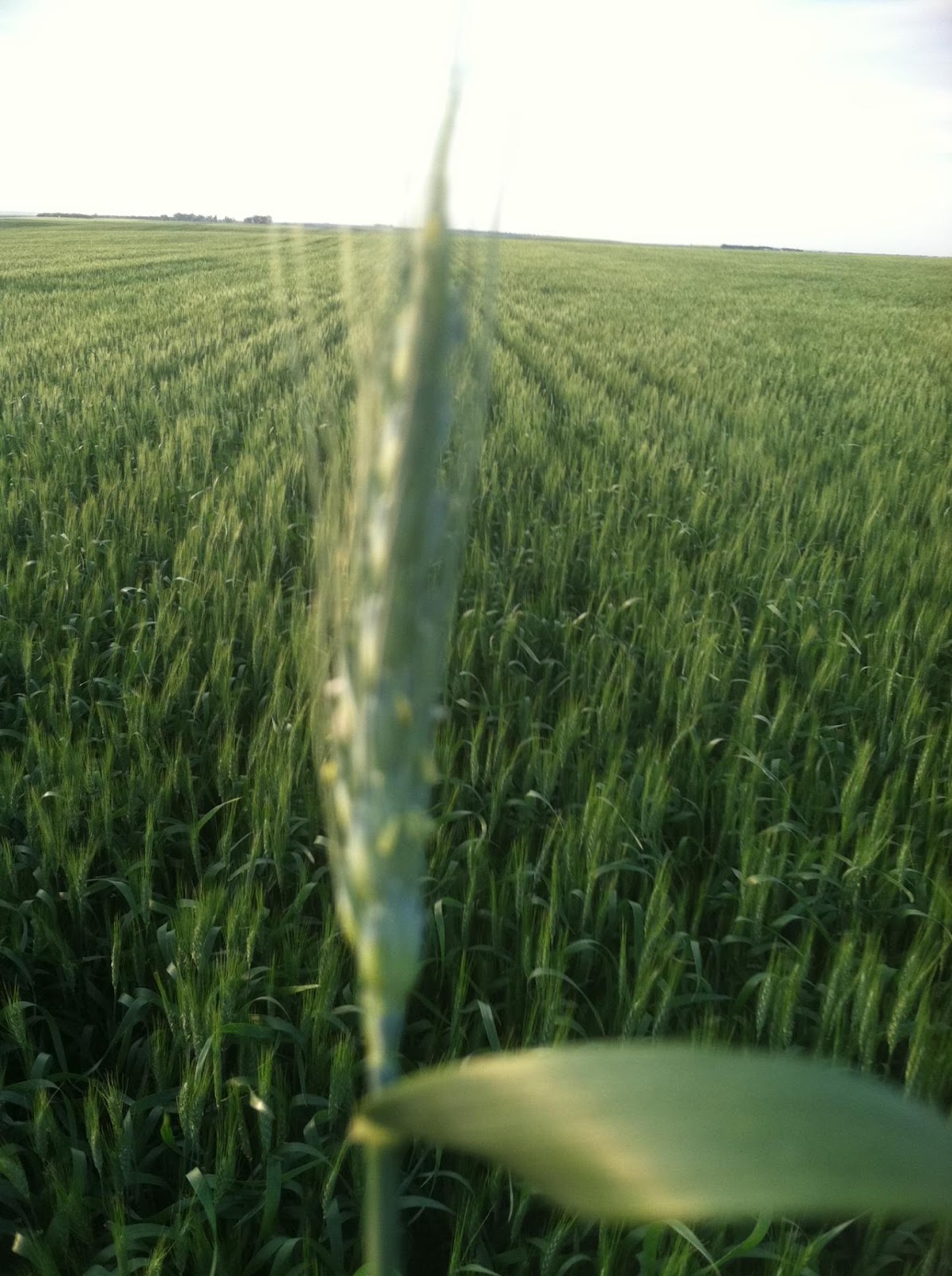 Weckerly Farms: The Flowering Wheat