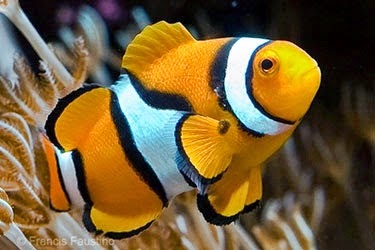 Ikan Nemo Sudah Bisa Dibudidayakan ~ CFF