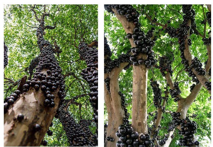 Lowa Wata: The weirdest fruit tree in Brazil Jaboticaba