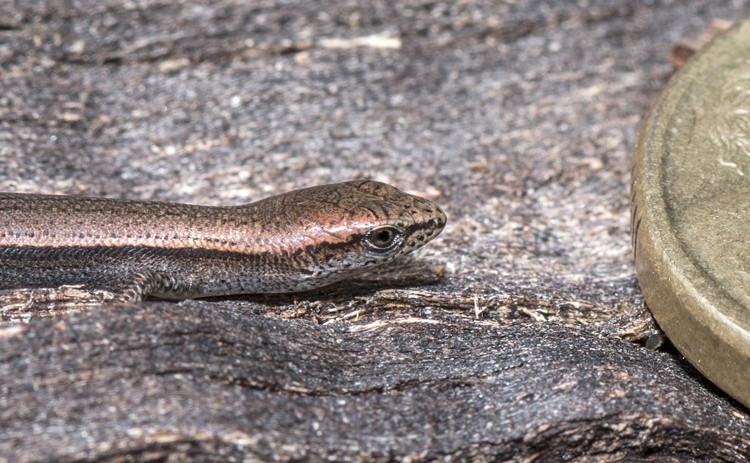 Wildlife of the Hunter Valley: The secretive world of hatchling skinks