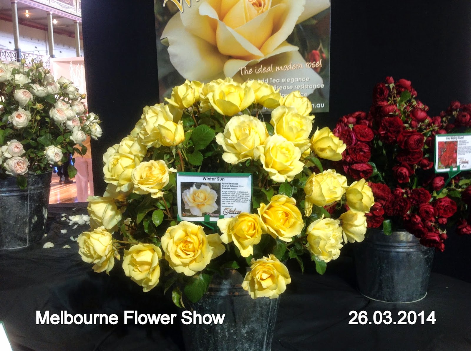 Jan Martin's Travel Blog: Melbourne Flower Show 2014 - Rose Exhibition