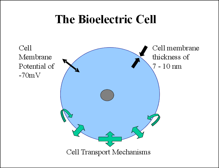 Doctor Marno: Мерење на биопотенцијали во медицината