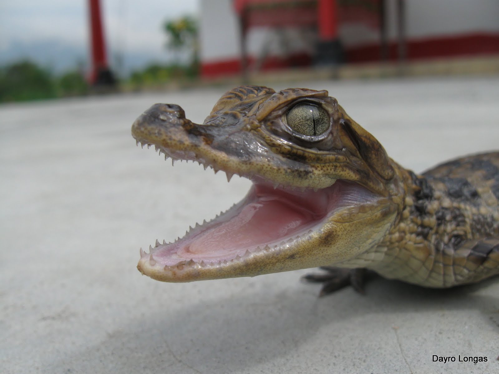 Fauna de Colombia - Wildlife Colombia: Babillas