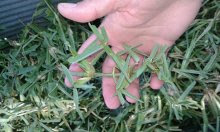 Relva Grama Escalracho: 2016