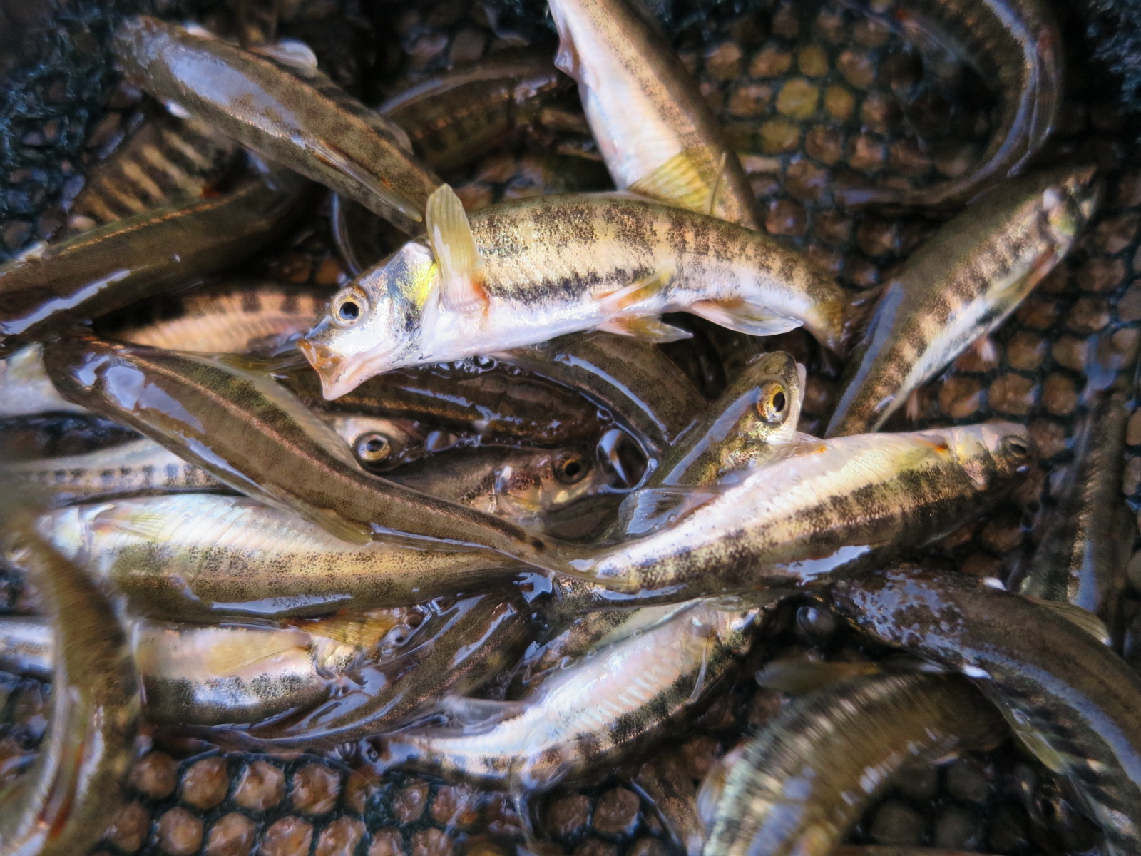 La Natura a la Baixa Tordera: El Barb roig (Phoxinus bigerri) s'escampa ...