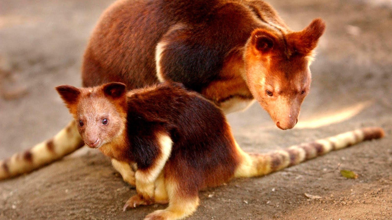 Are Tree Kangaroos Endangered - Danger Choices