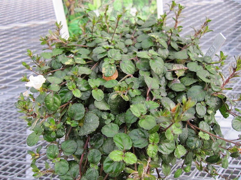 Flora de Puerto Rico Ilustrada Papo Vives: ACANTHACEAE HEMIGRAPHIS