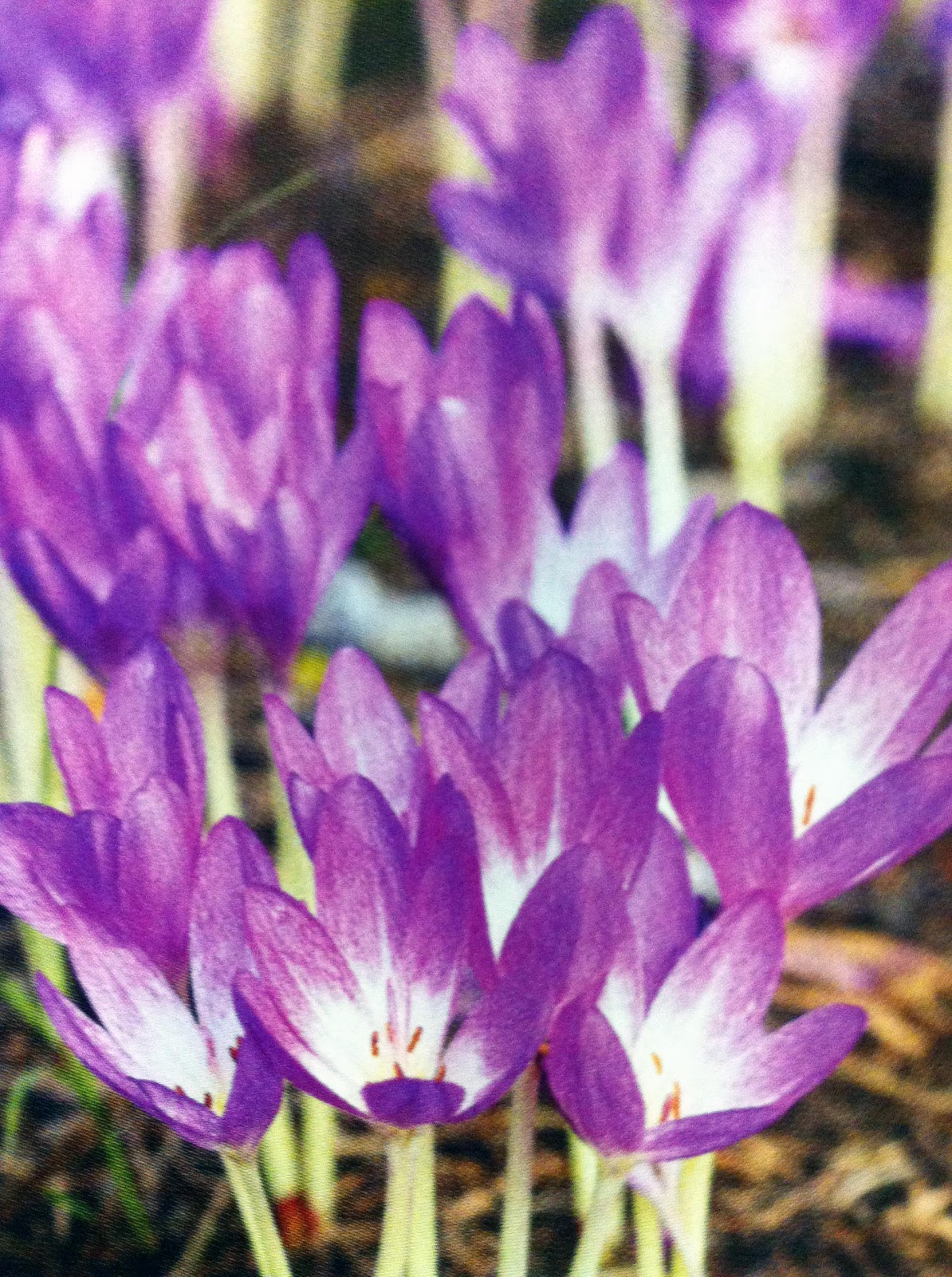 Casaflorida: Crocus, la flor de los bosques