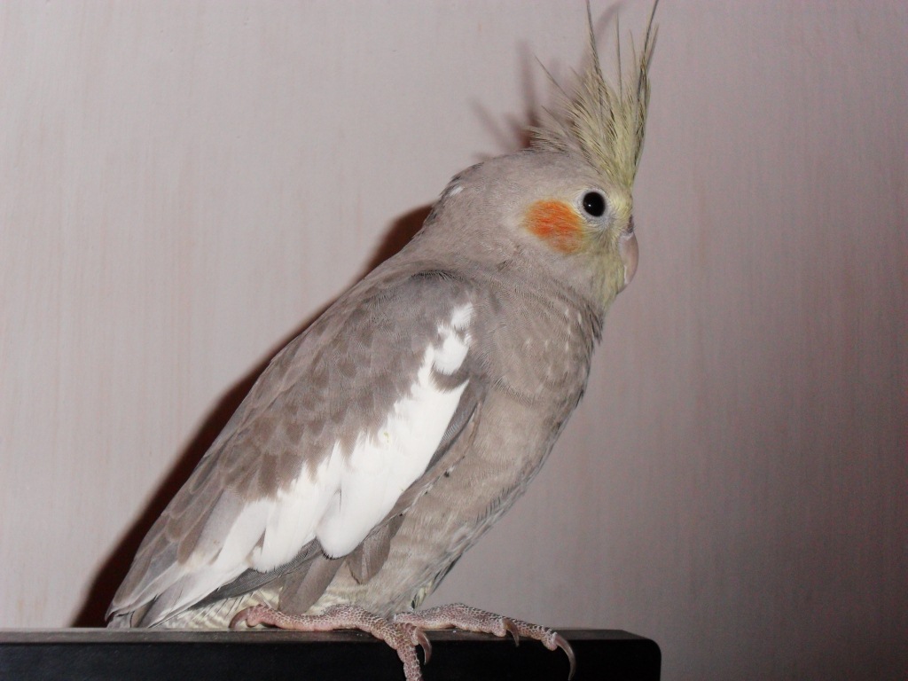 Vivendo meus Periquitos: Gray (Calopsita Macho Selvagem) *01/02/12