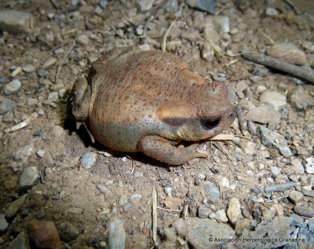 Asociación Herpetológica Granadina: Actuaciones dentro del proyecto de ...