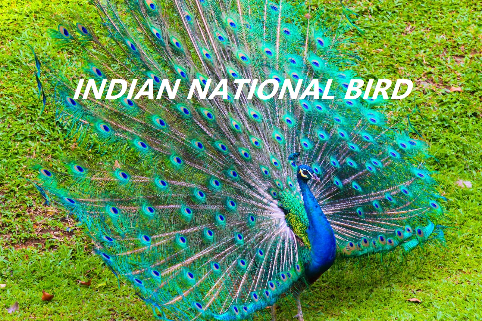 Shivaji BindaSs: INDIAN NATIONAL THINGS