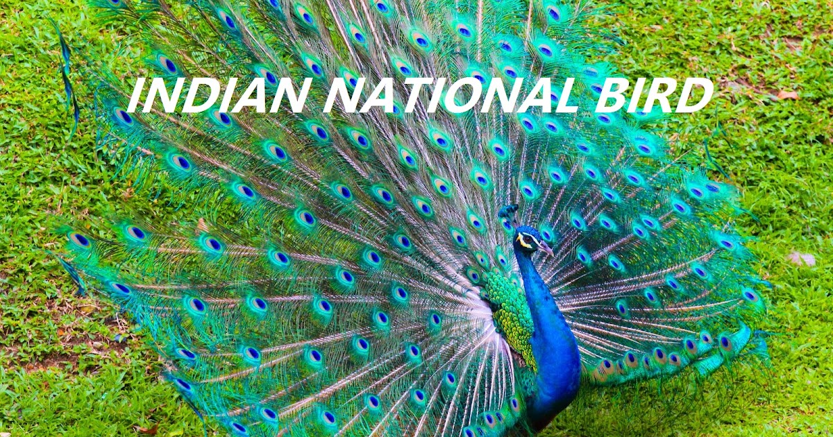 Shivaji BindaSs: INDIAN NATIONAL THINGS