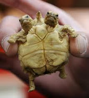 La Chachipedia: La Policefalia. Fotos de animales.