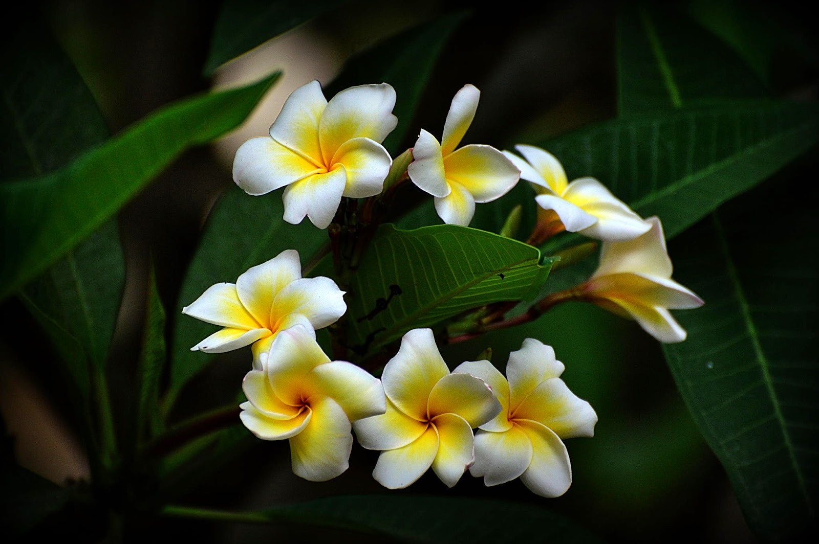 14 fotos gratis de flores en el jardín - Free flowers photos ...