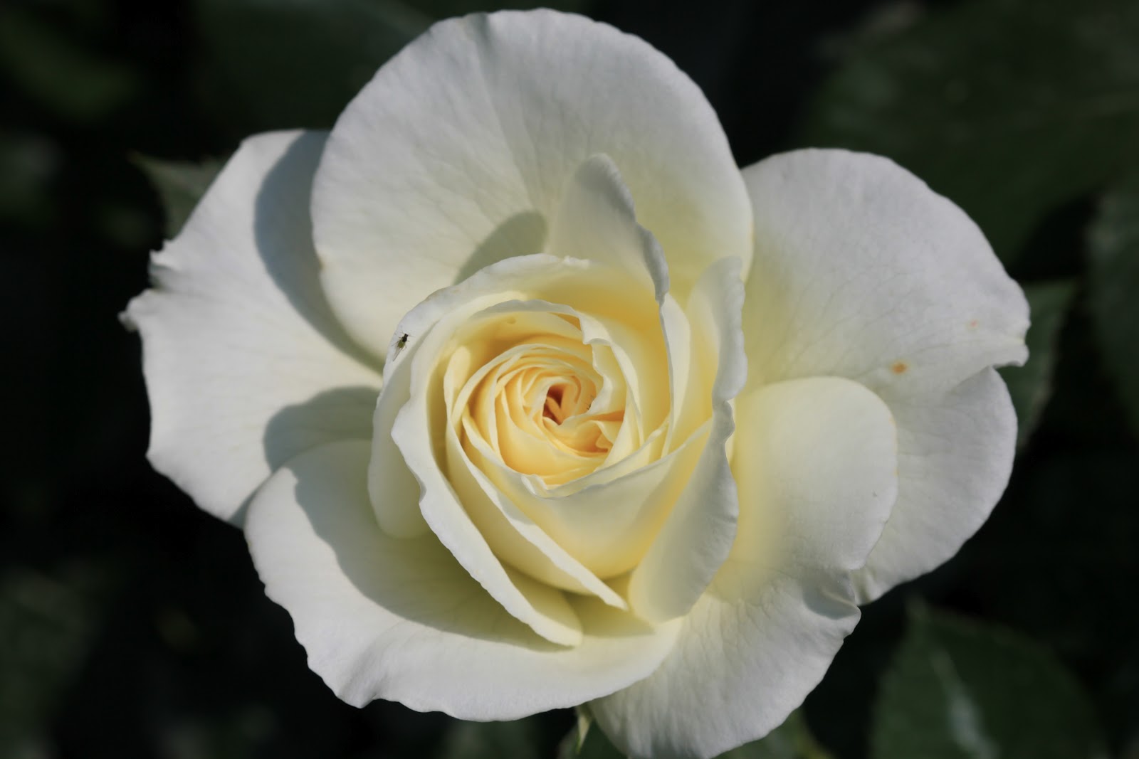 Garden State Roses: Rose in Focus: Moondance