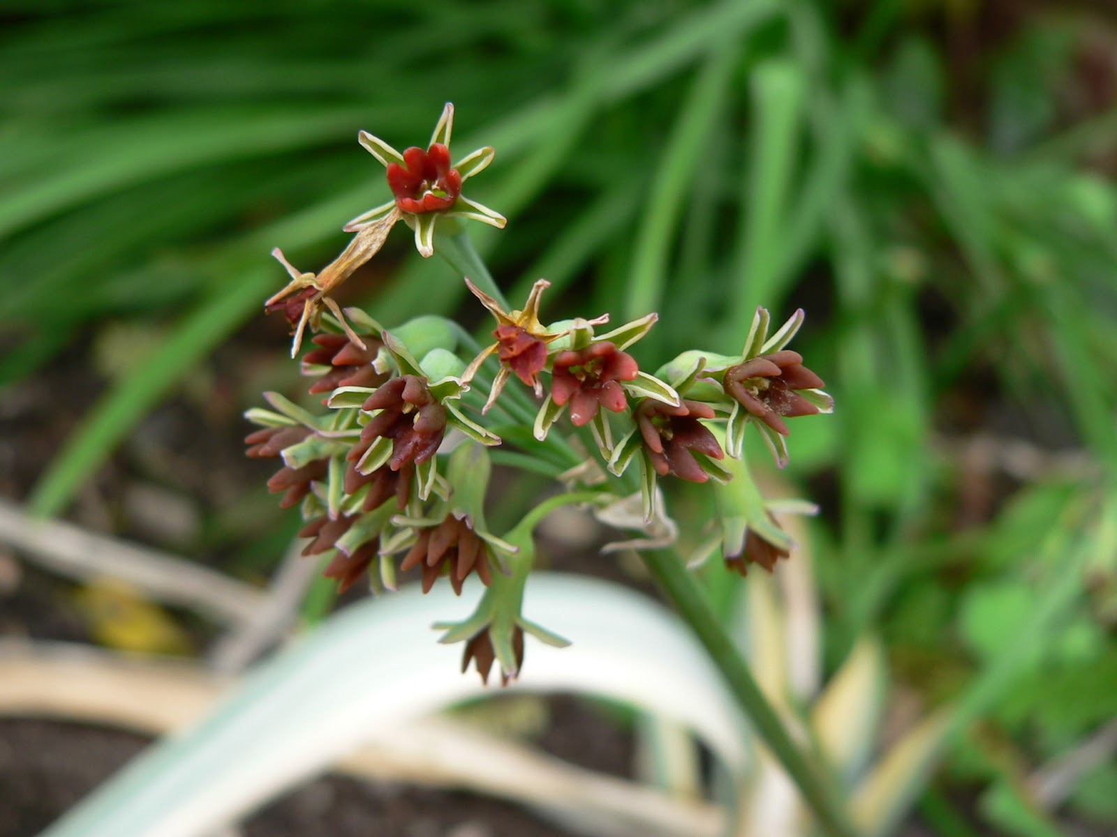 Aggregata Plants & Gardens: What's in the Parkville garden?