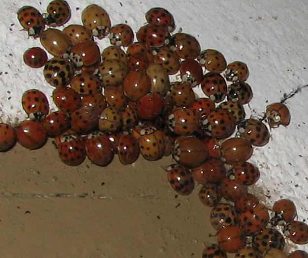 The Web of Life: Ladybugs, good and not so good