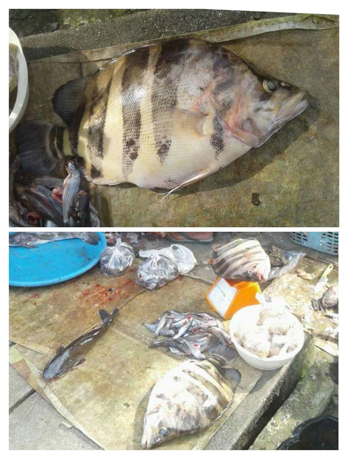 MUSLIM HOMEPAGE: Ikan Lang (Datnioides pulcher)