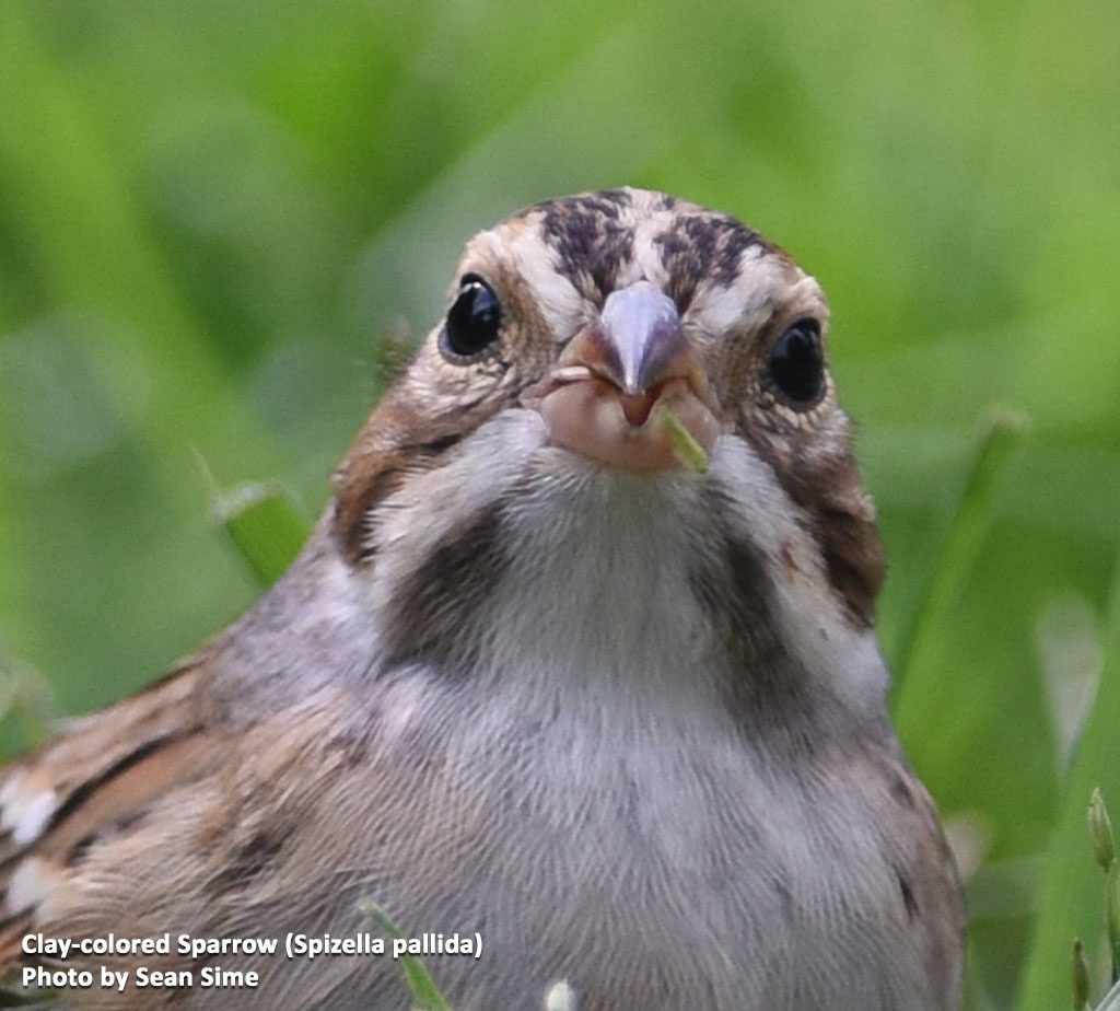 The City Birder: Uncommon Sparrow in Green-Wood Cemetery