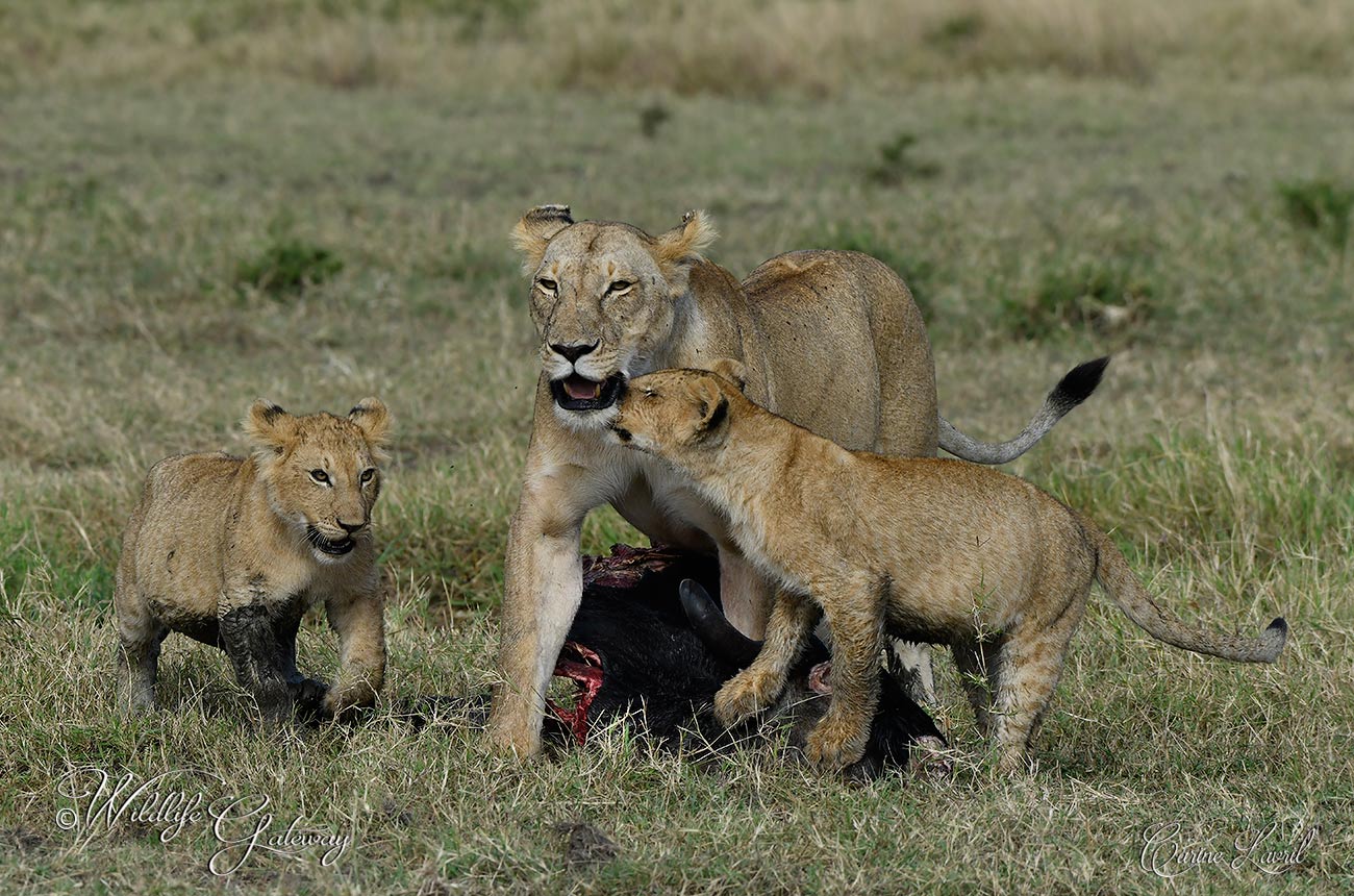 WILDLIFE GATEWAY: Moments dans la vie d'une lionne